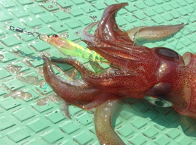 Yamashita Maria YS Snap SB-S Kalamar Zokası Klipsi Yamashita Kalamar & Sübye & Ahtapot Zokaları ...