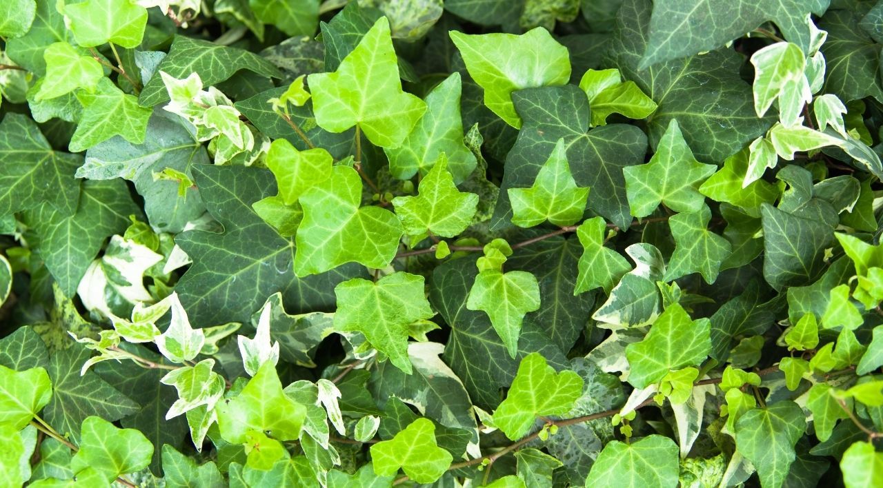 Orman Sarmaşığı Özellikleri