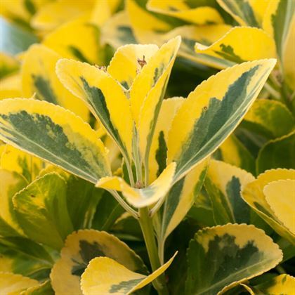 Gold Taflan Fidanı - Ali Botanik