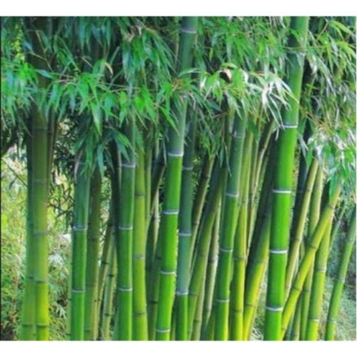 Sarı Bambu Fidanı - Ali Botanik