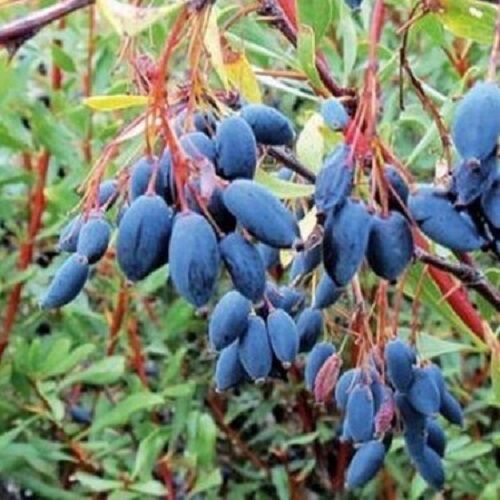 Karamuk Fidanı - Ali Botanik