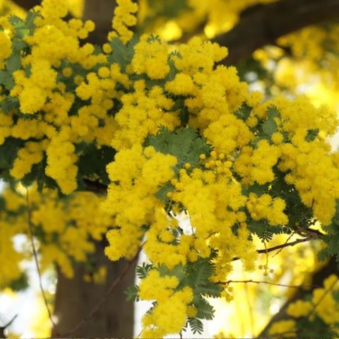 Mimoza Ağacı Fidanı 50 Cm - Ali Botanik