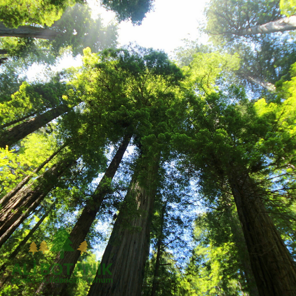 Dev Sekoya Fidanı - Ali Botanik