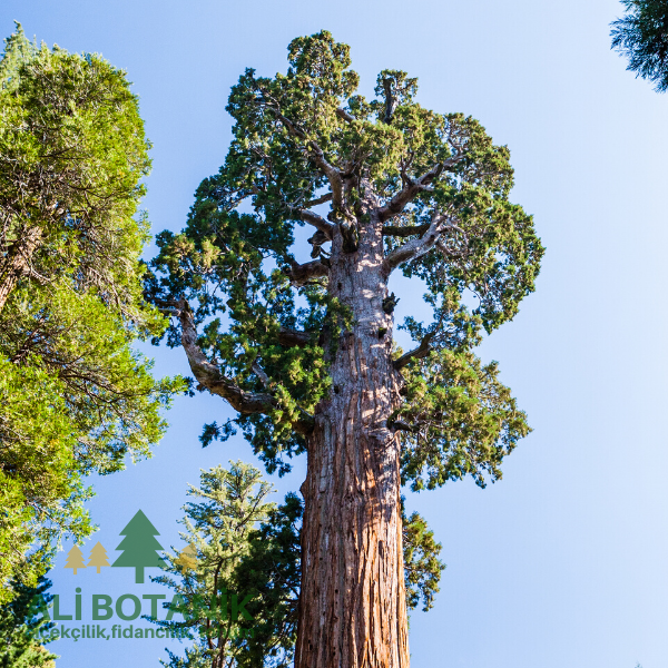 Dev Sekoya Fidanı - Ali Botanik