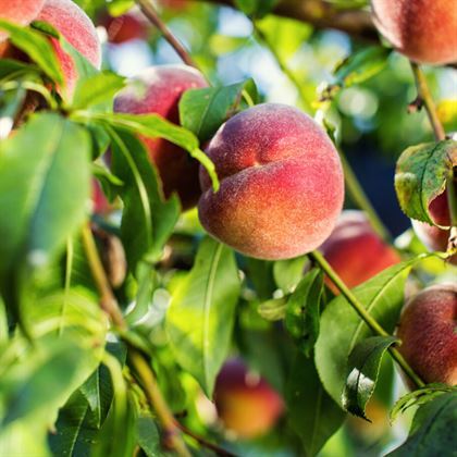 Bursa Yarma Şeftali Fidanı - Ali Botanik