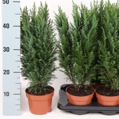 Elvudi Çamı Elwoodii Çamı - Ali Botanik