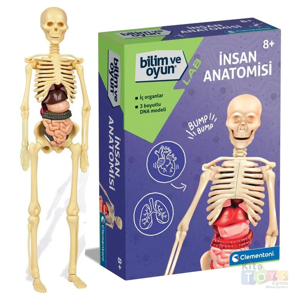 İnsan Anatomisi Modeli (İskelet Sistemi, İç Organlar) 64297 Maketi ... İnsan Anatomisi Modeli (İskelet Sistemi, İç Organlar) 64297 Maketi ...