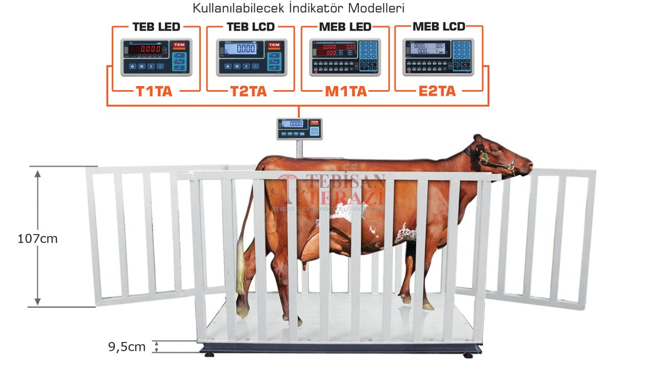 CANLI HAYVAN BASKÜLÜ