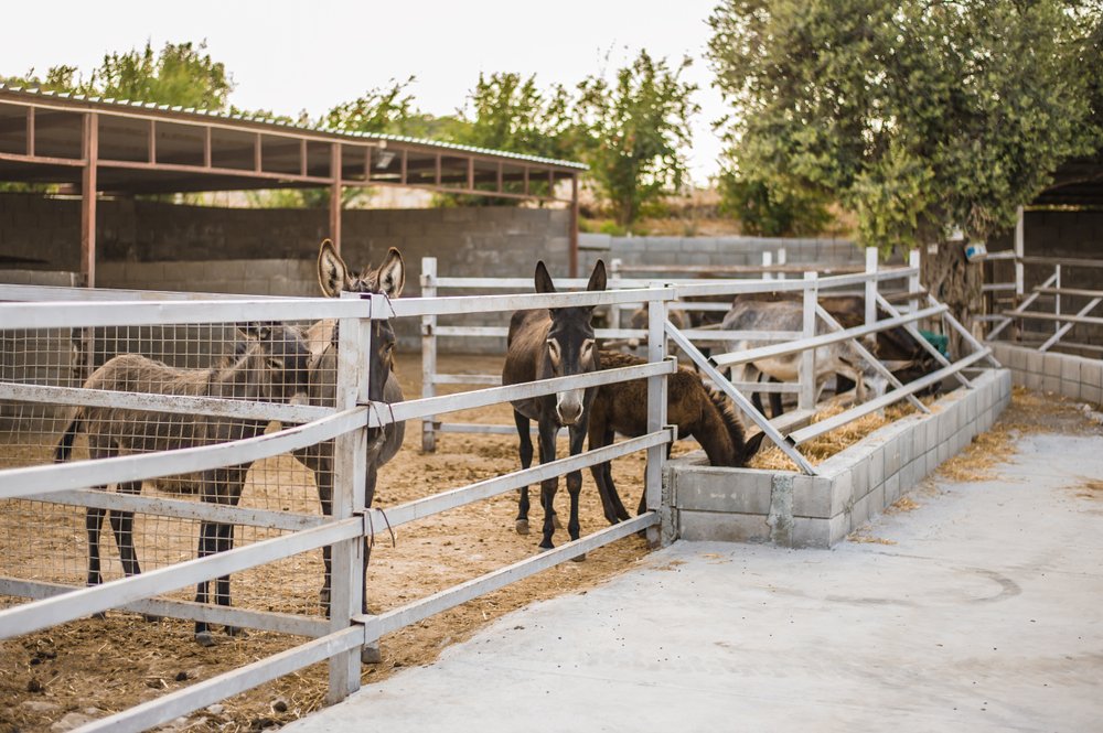 Benefits of Donkey Milk - The Healing Donkey Milk Farm