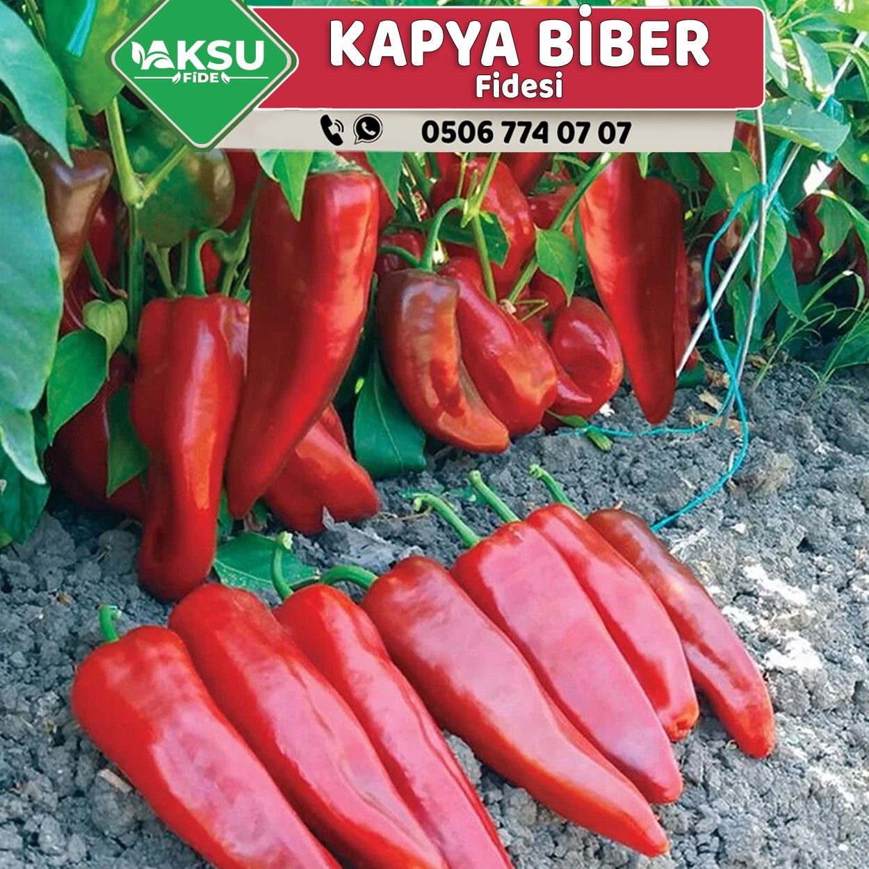 Hibrit Kapya Biber Fidesi Fiyatı