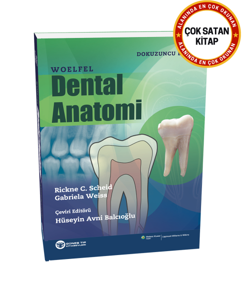 Woelfel Dental Anatomi