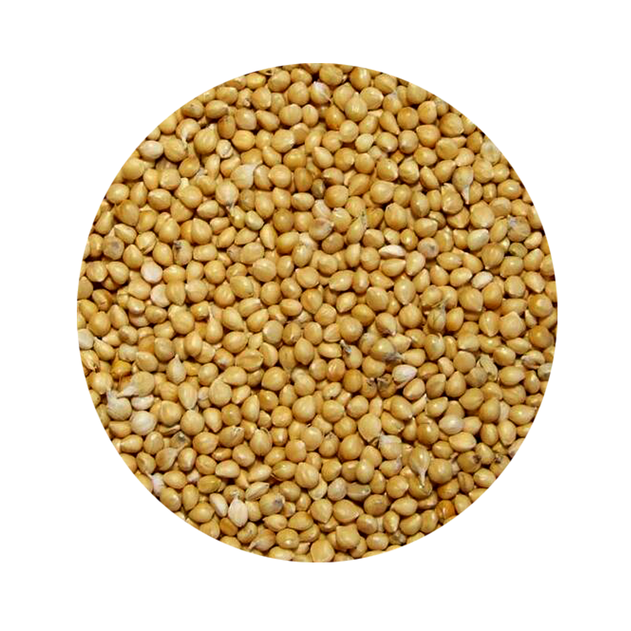 Vivid Sarı Darı 1 KG (Bölünmüş)