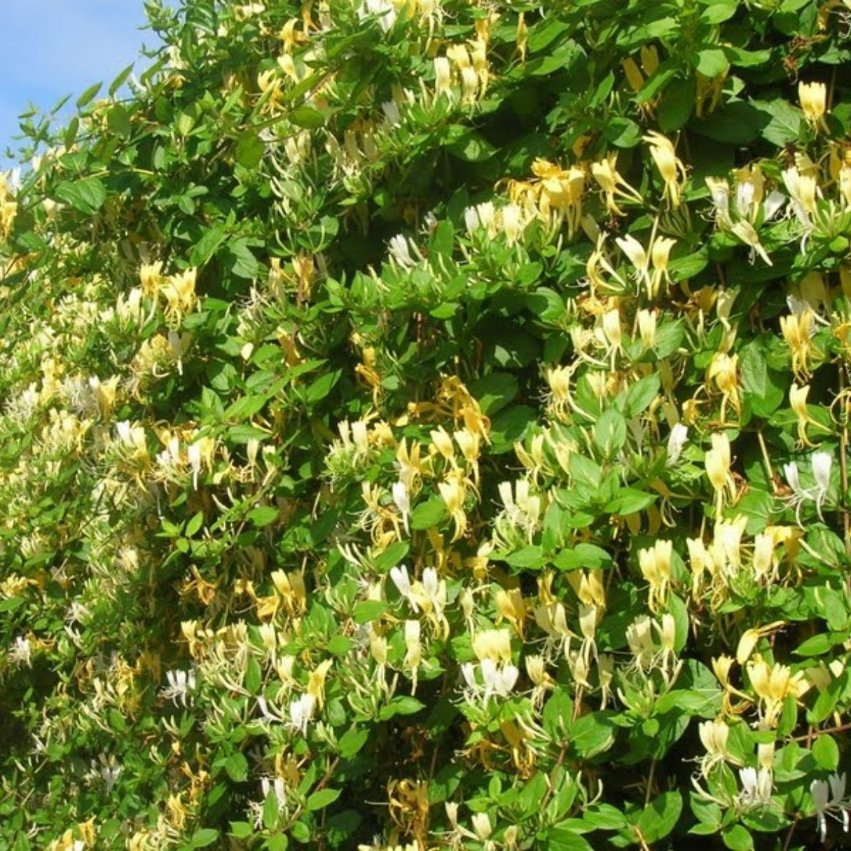 Hanımeli Sarmaşık Fidanı – Lonicera Japonica