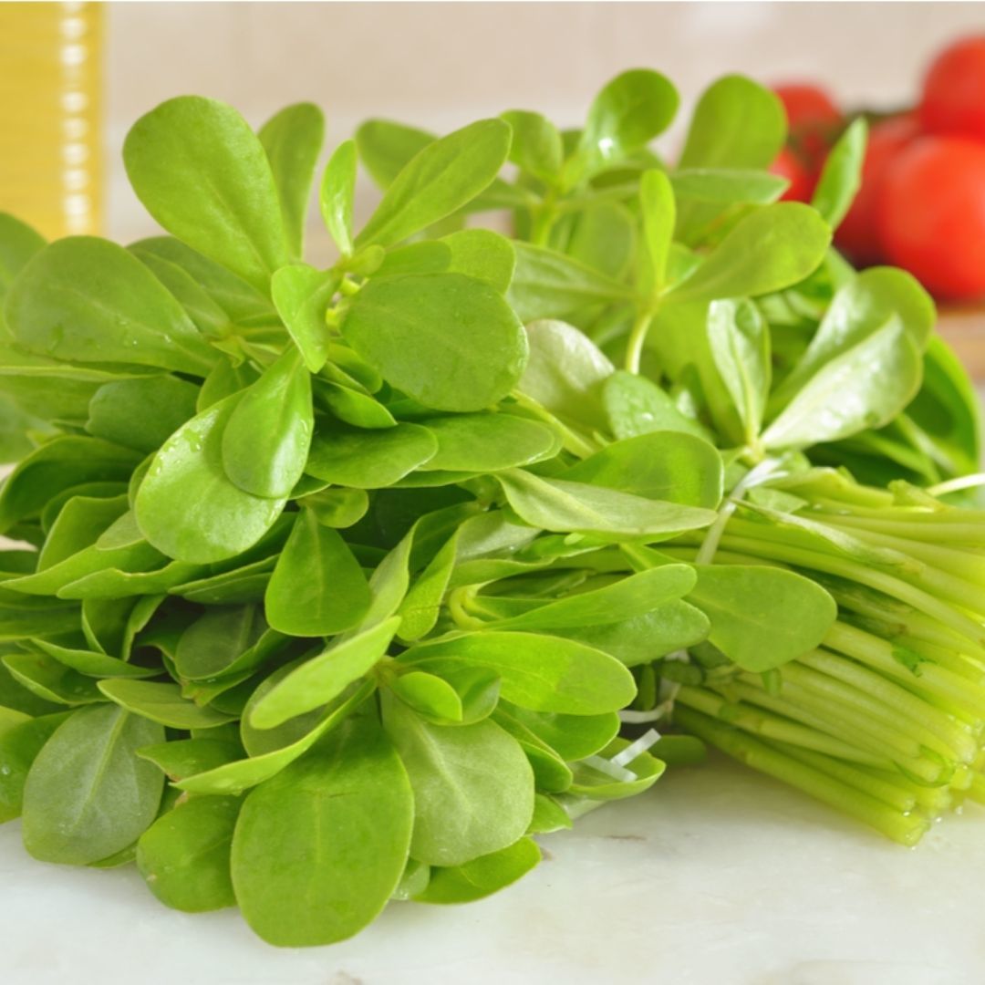 Semizotu Tohumu Geleneksel – Portulaca Oleracea