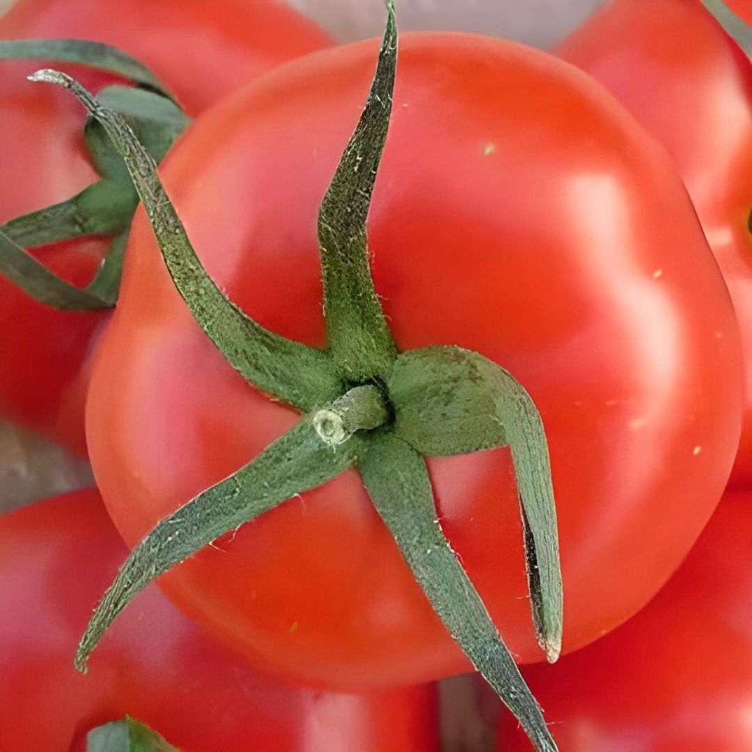 H-2274 Domates Tohumu