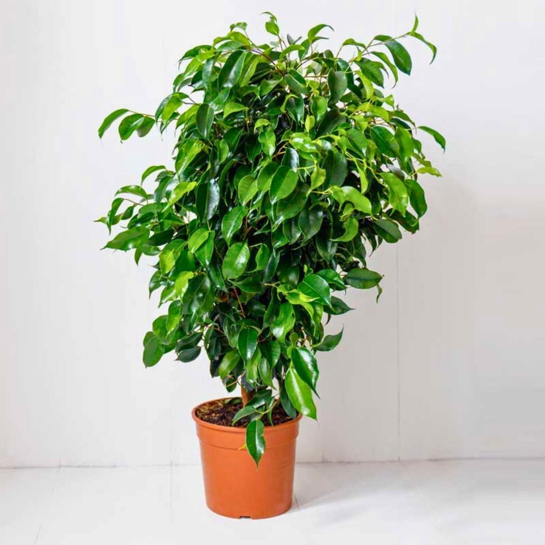 Benjamin Ficus - Benjamin Çiçeği (60-80 cm)