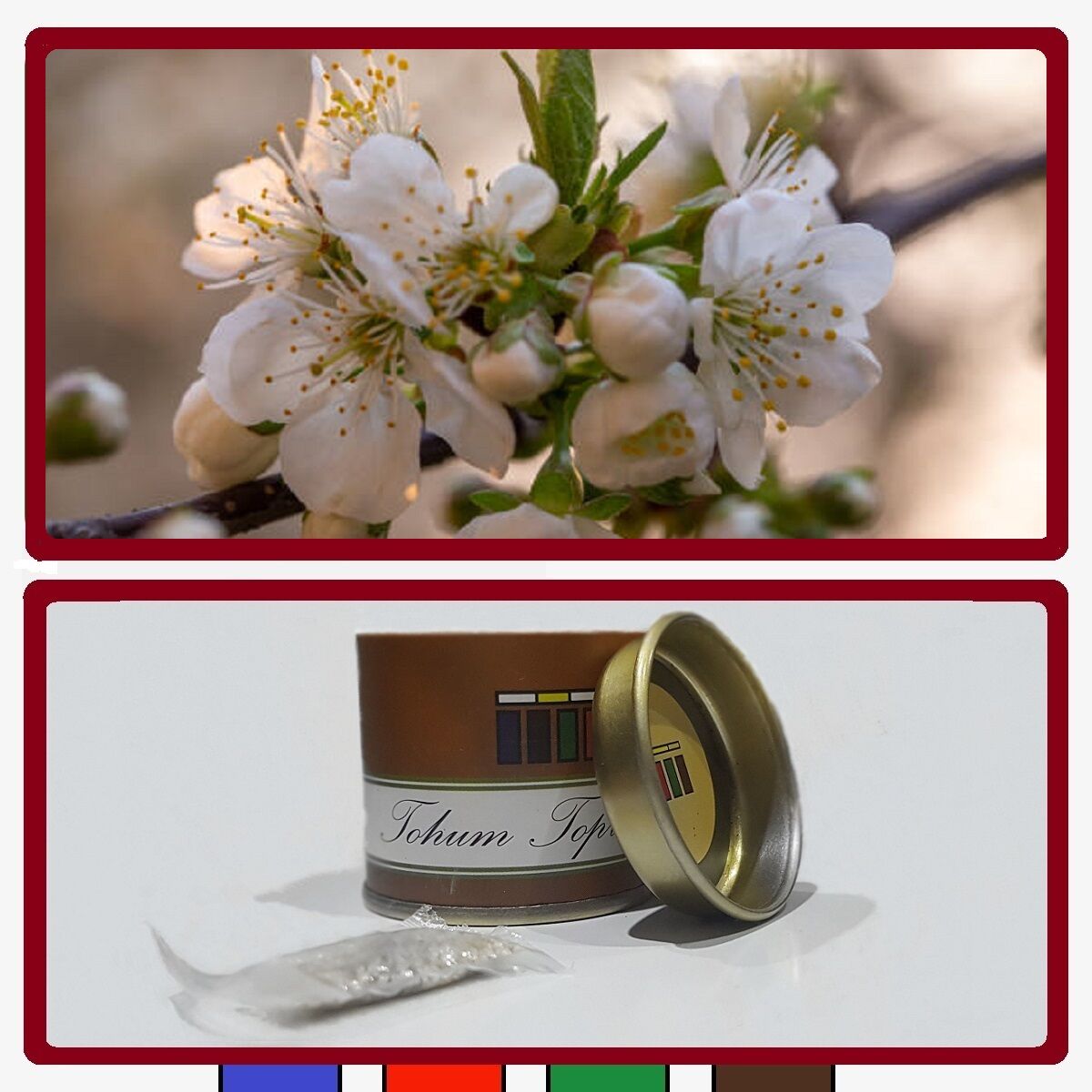 MAHLEP AĞAÇ TOHUMU Prunus mahaleb | Tohum Toprakları