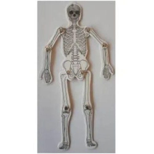Toptan Büyük Boy İskelet Maketi Toptan Büyük Boy İskelet Maketi