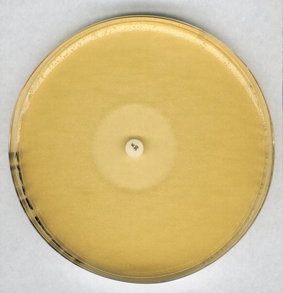 MERCK 105269 Antibiotic Agar no. 11 Grove And Randall Medium no. 500 gr