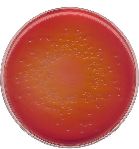 MERCK 105465 MacCONKEY agar 500 gr