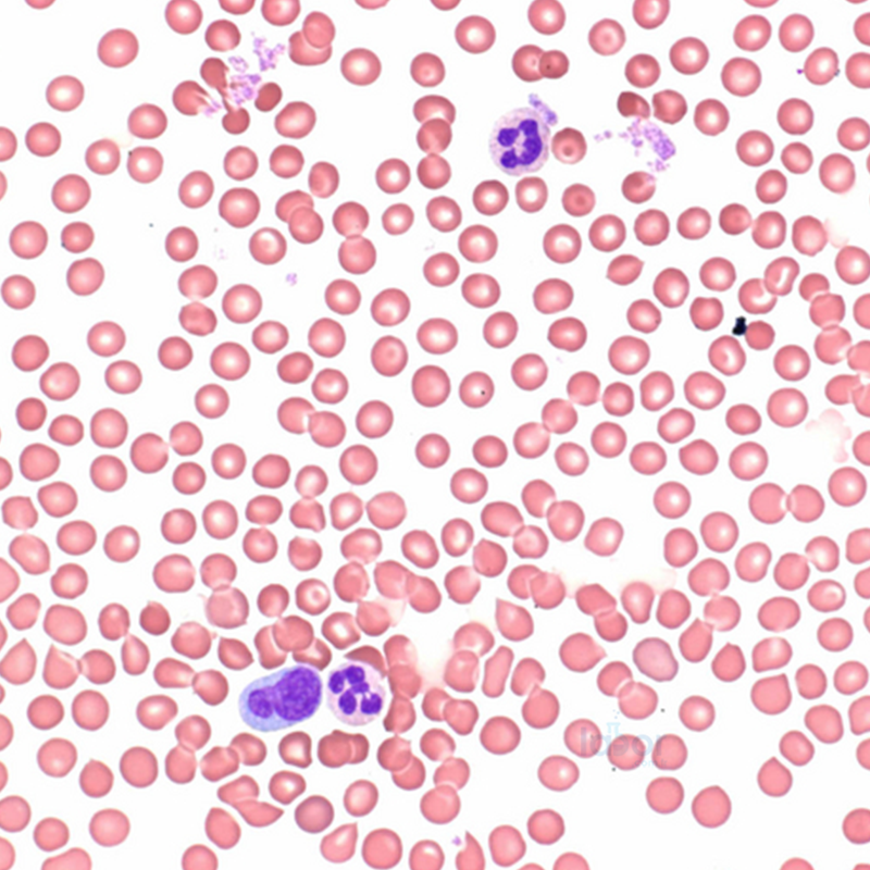 Merck 101383 Wright's eosin methylene blue solution for microscopy 2.5 L