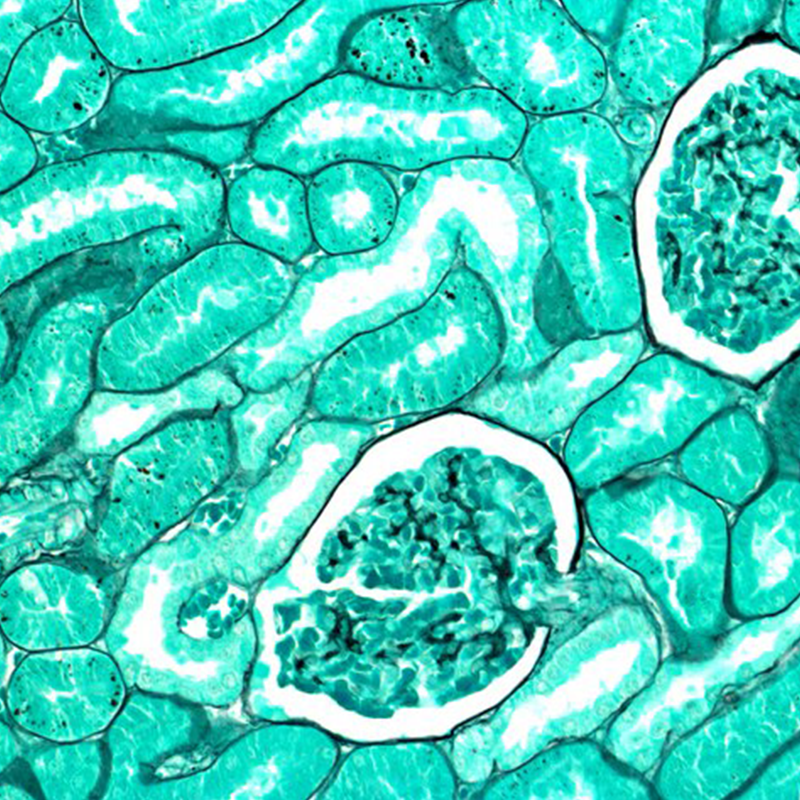 Merck 107961 Entellan™ new rapid mounting medium for microscopy