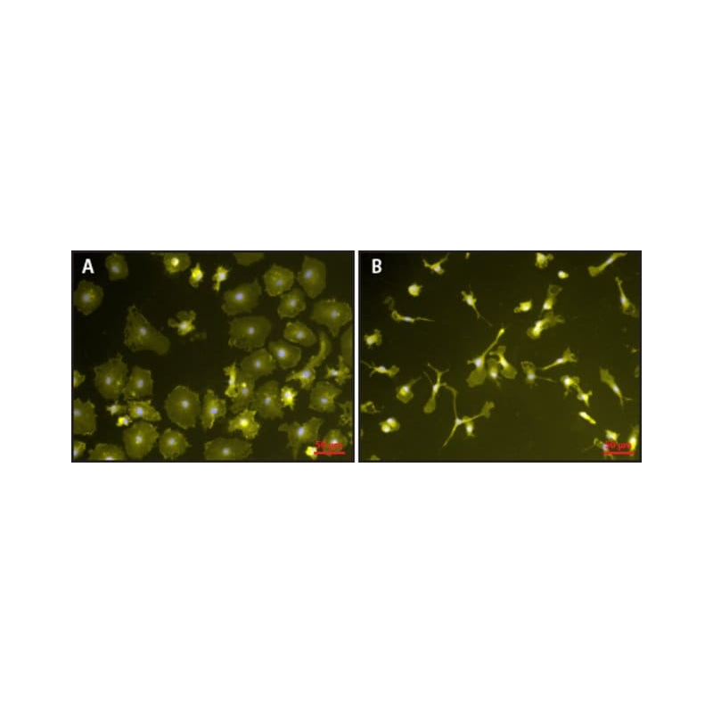 Sigma-Aldrich L2630 Lipopolysaccharides from Escherichia coli O111:B4