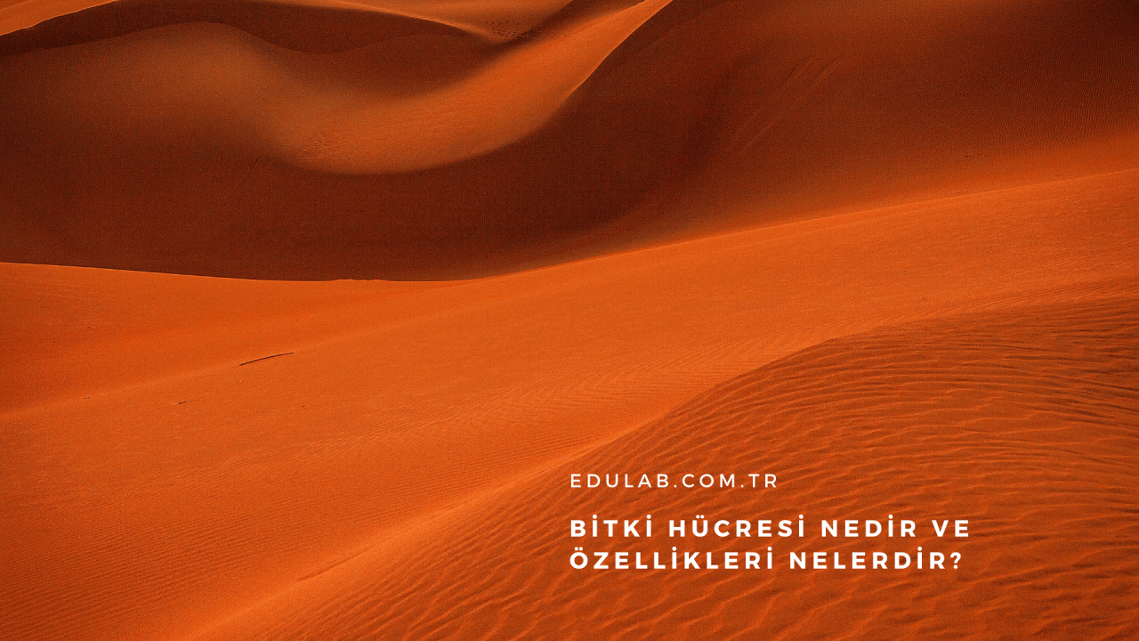 Bitki Hücresi Nedir Ve Özellikleri Nelerdir? -Edulab Bitki Hücresi Nedir Ve Özellikleri Nelerdir? -Edulab