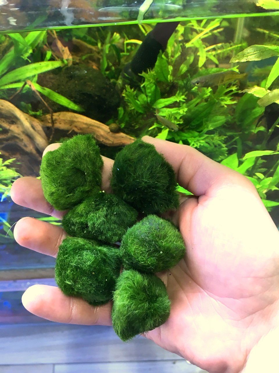 Marimo Moss Ball Yosun Topu 5 Adet 2-4cm - 225,00 TL / Moss Türleri