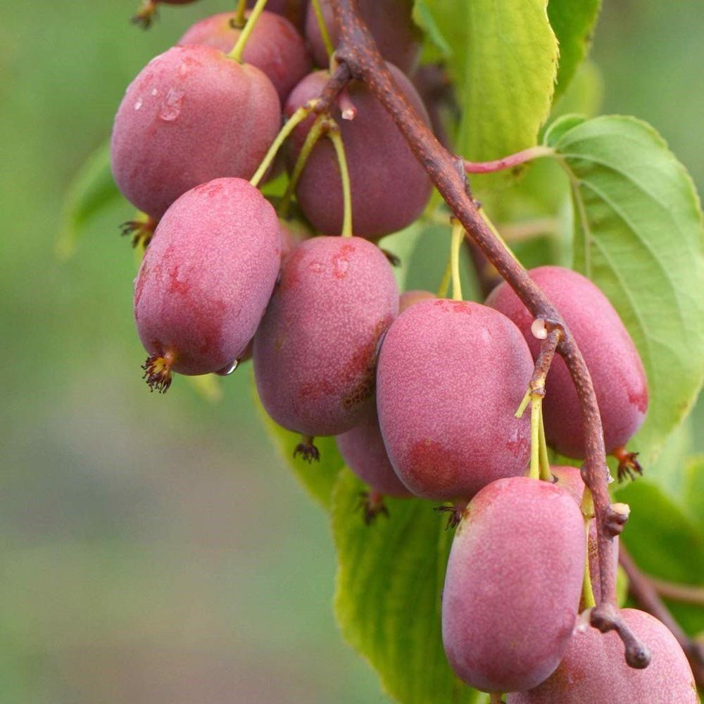 Hızlı Gönderim Tüplü Kivi Actinidia Arguta Ken's Red Kırmızı Kivi Fidanı