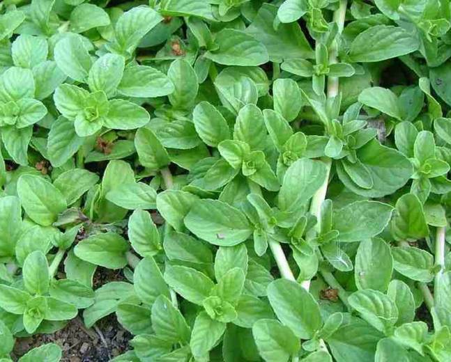 Yarpuz Tohumu Yarpuz Tohumu - Mentollü Nane Tohumu - Mentha pulegium ...