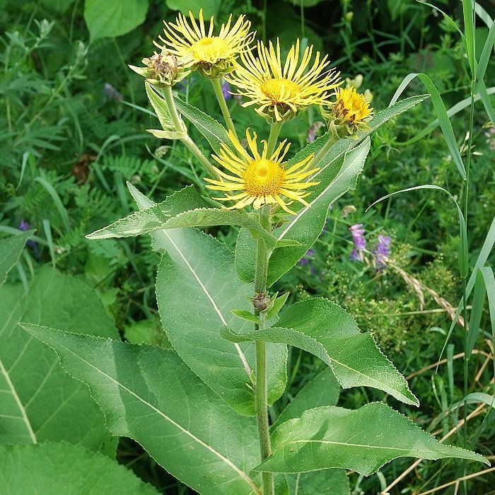 Andız Otu Tohumu 10 Adet andız otu Tohumu Inula helenium Elecampane