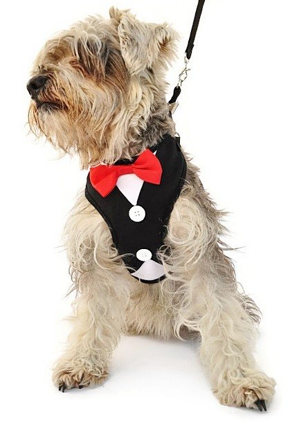 Köpek Göğüs Tasması ve Uzatması Patu Siyah Medium | Petza